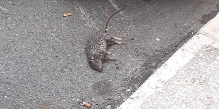 Bari, topo morto in via Lattanzio. Amiu: “Chiamate numero verde”