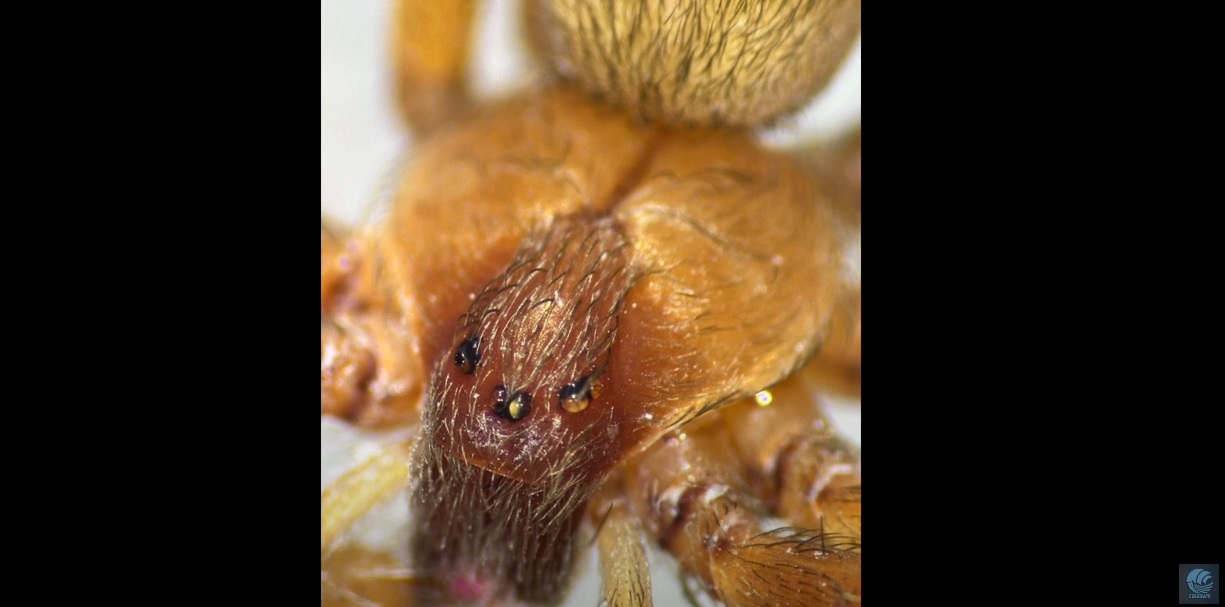 Morso del ragno violino, secondo caso in Puglia